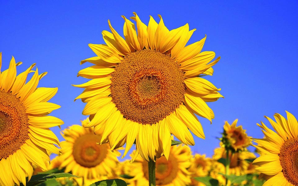 OU PARTIR EN JUILLET ? - Chouette World - Blog voyage