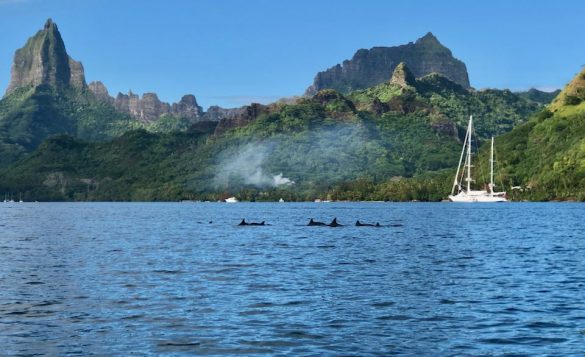 QUE FAIRE A MOOREA ? TOP 16 - Blog voyage - Chouette World
